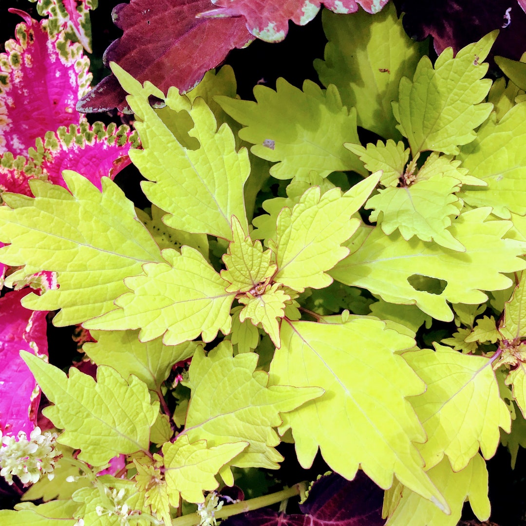 Coleus cutting Pineapple Brandy - Etsy