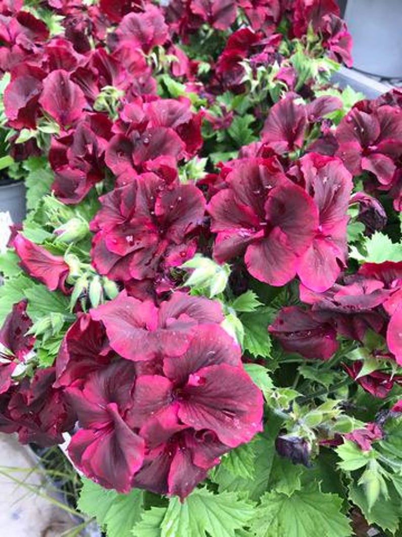 Elegance Burgundy Regal Geranium Live Plant | Rare Pelargonium, Green ...