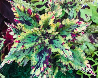Coleus Kingwood Karnival, Live Starter Plant, Vibrant Ornamental ...