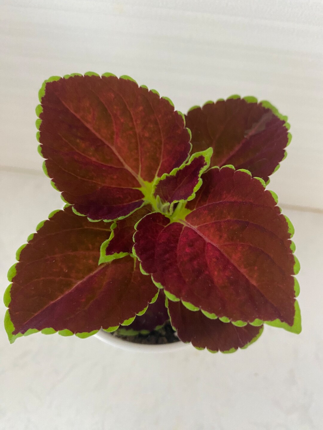 Coleus Jazz Ruby, Live Rooted Starter Plant, Vibrant Ornamental Foliage, Great for Outdoors and ...