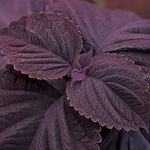 Coleus (seeds) Giant Exhibition Palisandra, Vibrant Ornamental Plant ...
