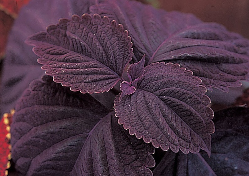 Coleus (seeds) Giant Exhibition Palisandra, Vibrant Ornamental Plant ...