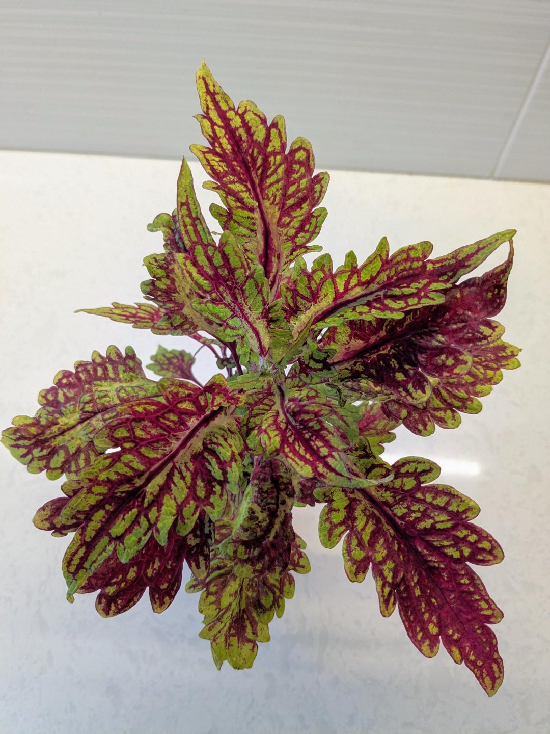 Coleus Fishnet Gold, Live Rooted Starter Young Plant, Vibrant ...