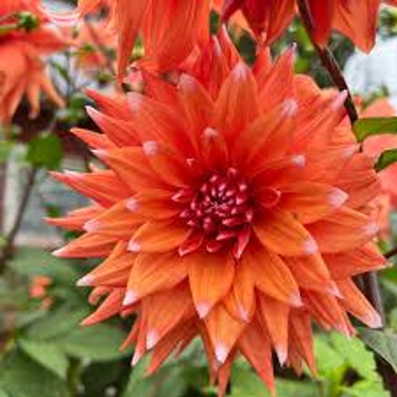 Coral Dahlia - Etsy