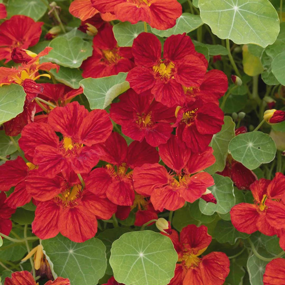 Nasturtium (seeds) Tropaeolum Majus Double Gleam Mahogany Red Burgundy ...