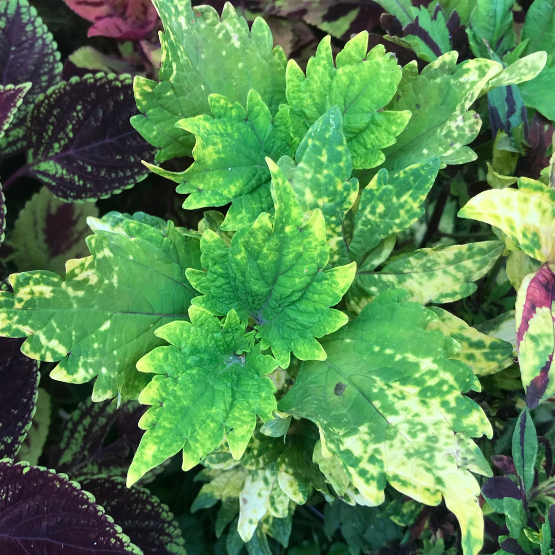 Coleus Gold Twist (cutting) Live Plant, Vibrant Ornamental Foliage ...