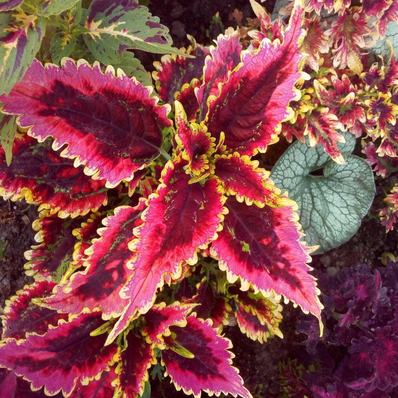 Blue Coleus - Etsy