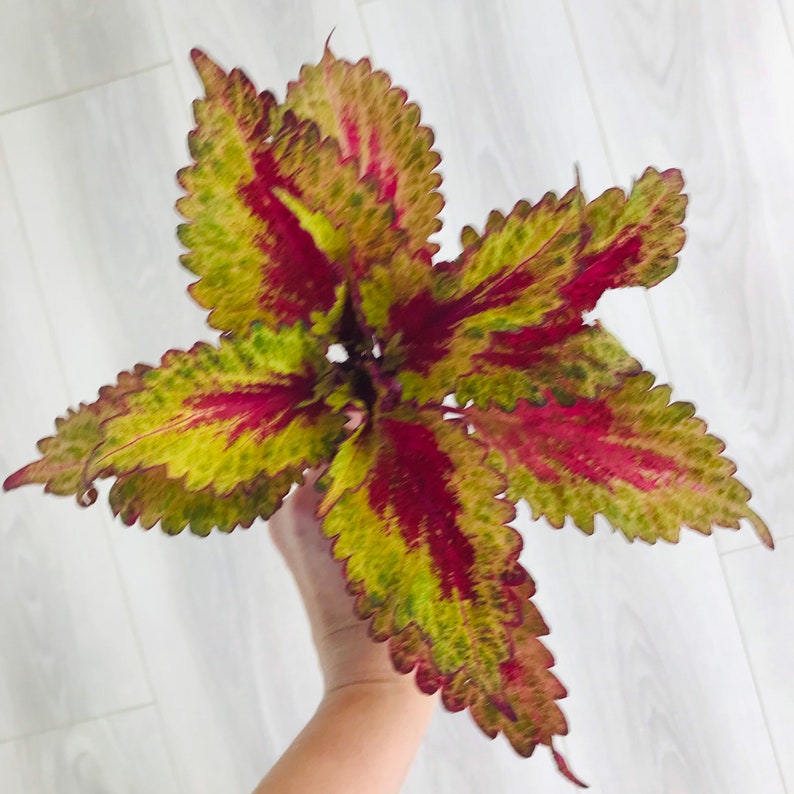 Coleus Indian Summer Live Starter Plant Vibrant Ornamental - Etsy