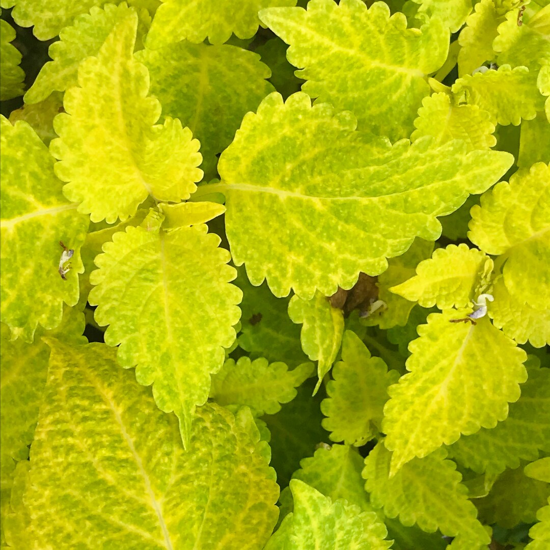 Coleus (seeds) Fairway Yellow, Vibrant Ornamental Plant, Rare Seeds for ...