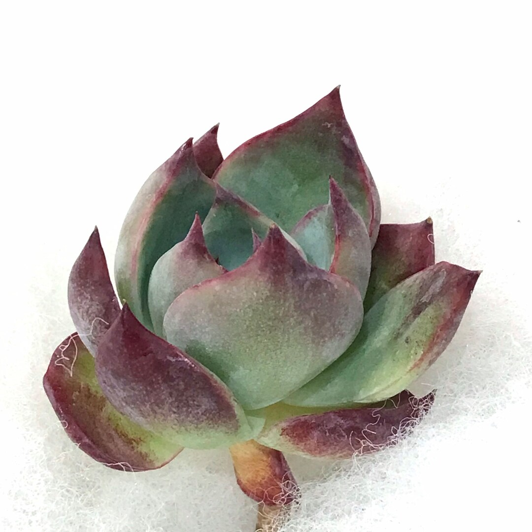 Echeveria Agavoides Casio live Rare Succulent - Etsy