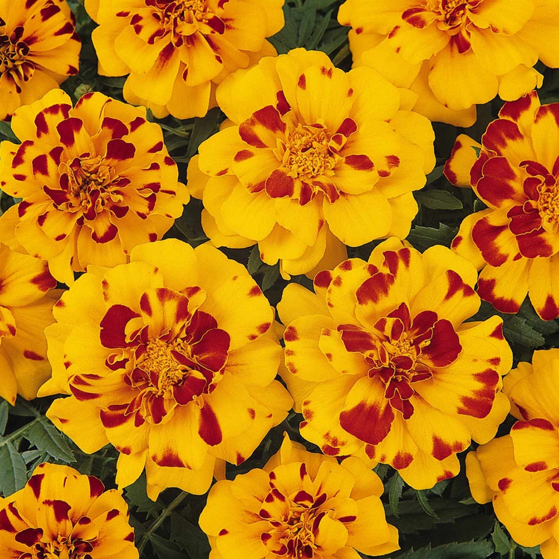 Marigold seeds Durango Bolero - Etsy