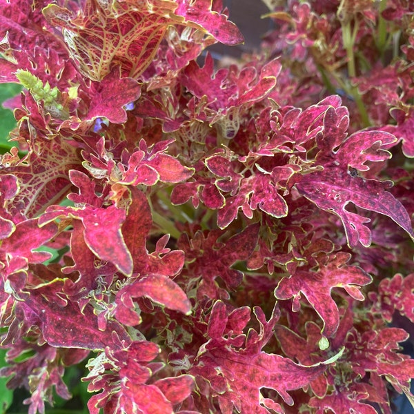 Coleus - Etsy