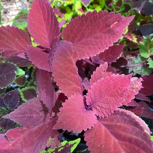 Coleus Beale Street (cutting) Live Plant, Vibrant Ornamental Foliage ...