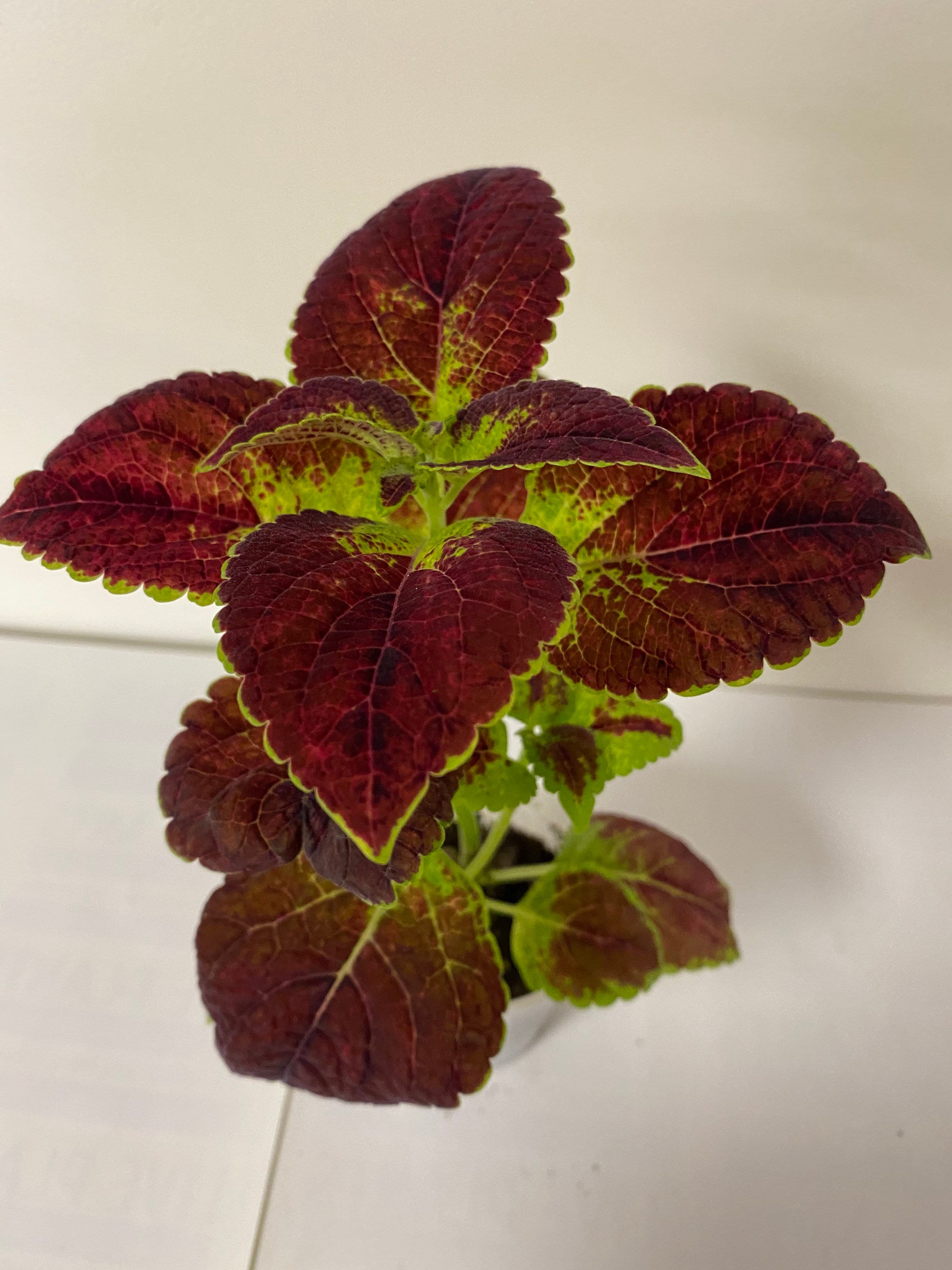 Coleus Dipt in Wine, Live Starter Plant, Vibrant Magenta Purple ...