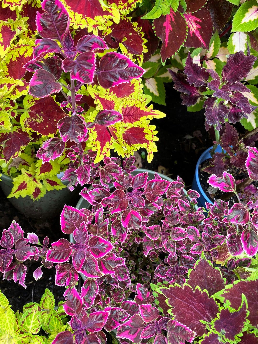 Coleus (seeds) Dwarf Mix, Vibrant Ornamental Plant, Rare Seeds for ...