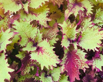 Coleus Kingwood Karnival, Live Starter Plant, Vibrant Ornamental ...
