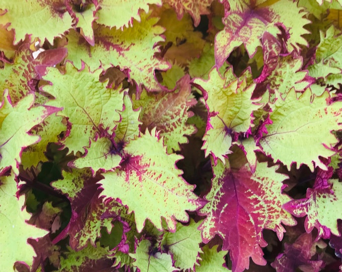 Coleus Wizard Coral Sunrise - Etsy