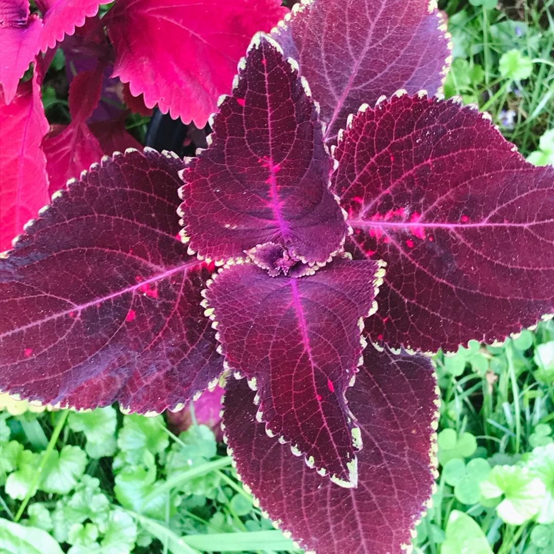 Coleus (seeds) Giant Exhibition Magma, Vibrant Ornamental Plant, Rare ...