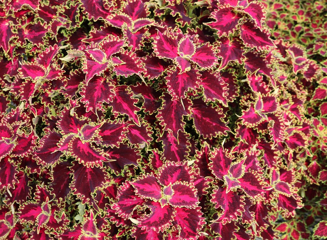 Coleus Solar Flare, Live Rooted Starter Plant, Vibrant Ornamental ...