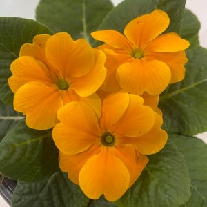 Primrose Orange , Live Young Starter Plant, Primula Orange Flower, Home ...