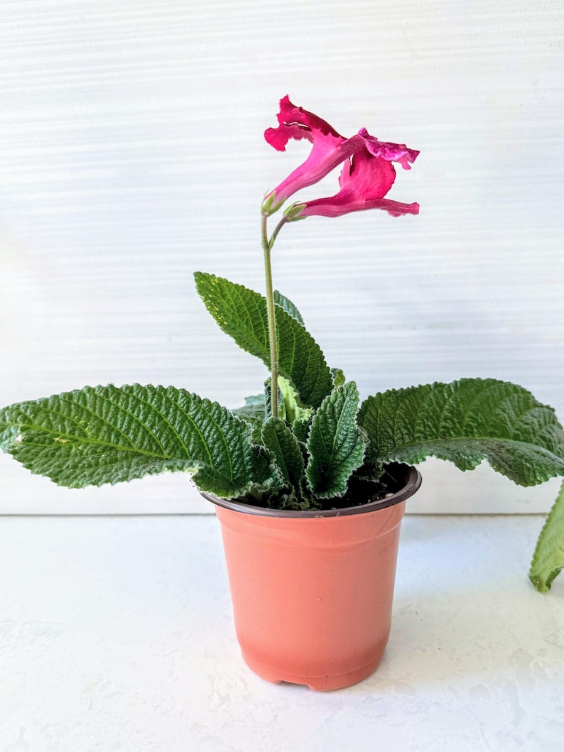 Streptocarpus Ladyslippers Red Bicolor Live Starter Plant, Rare Magenta ...