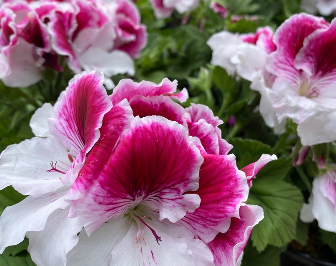 Geranium Regal Geranium , Fragrant Pink Flower Live House Plant, Rare ...
