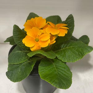 Primrose Orange , Live Young Starter Plant, Primula Orange Flower, Home ...