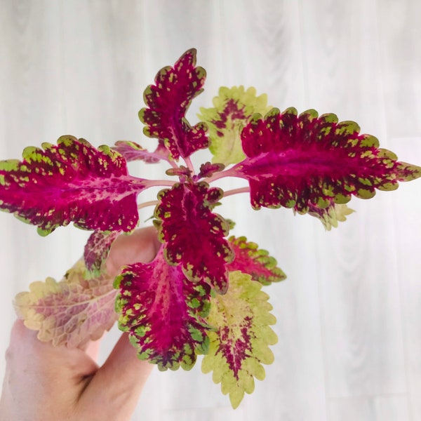 Watermelon Coleus - Etsy