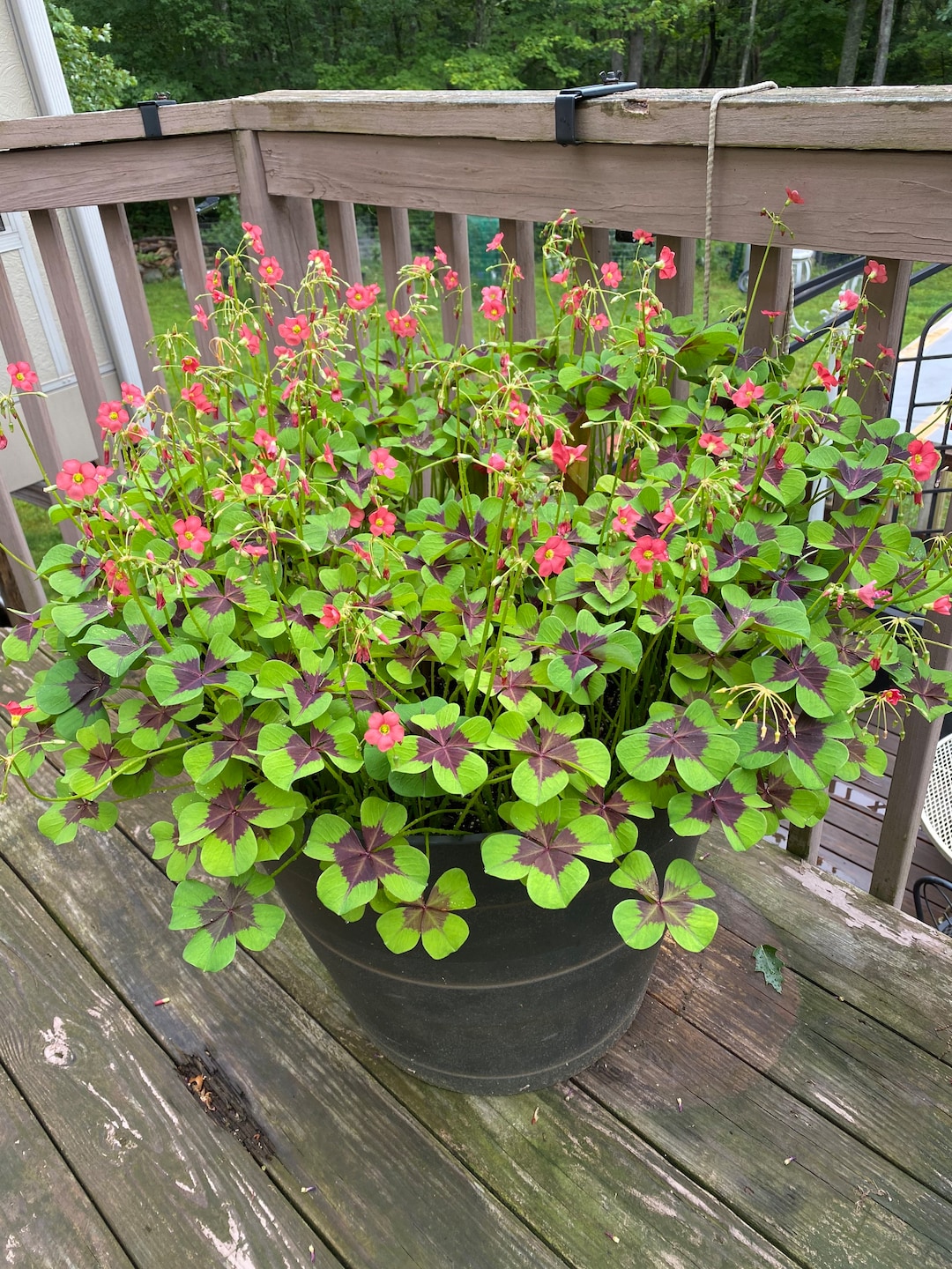 Iron Cross Oxalis (bulbs), Purple Shamrock Live Plant, Fast-growing ...