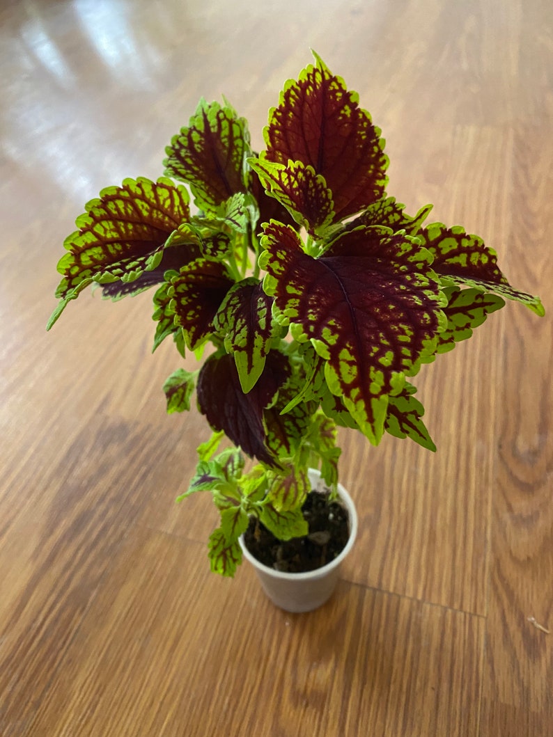 Coleus Coleosaurus, Live Starter Plant, Vibrant Bronze Ornamental ...