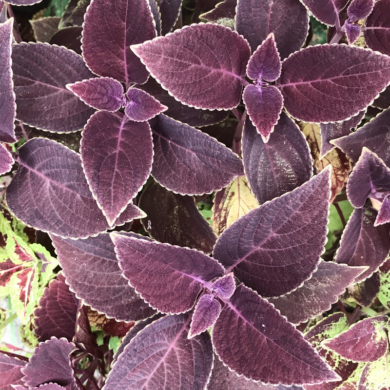 Black Purple Coelius - Etsy