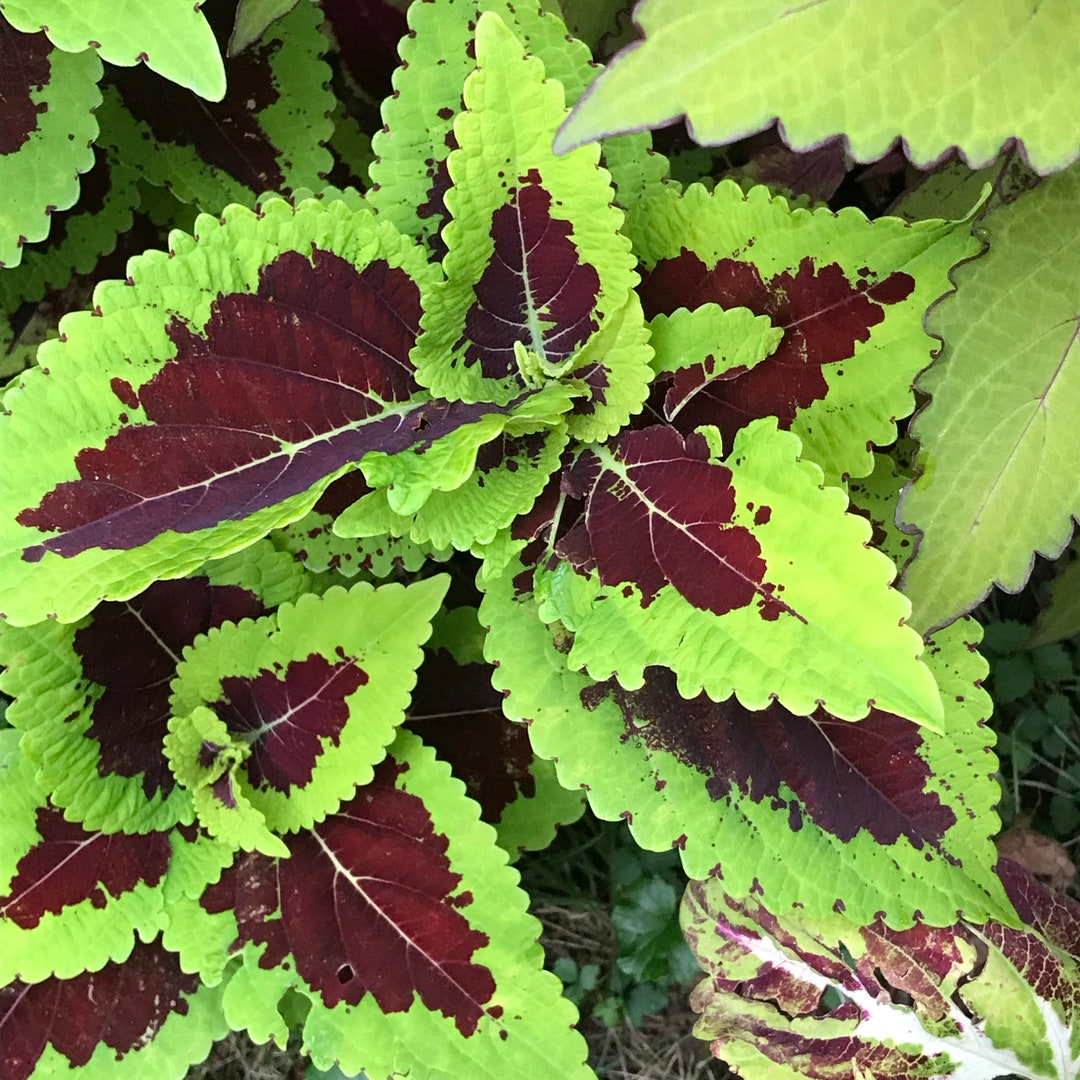 Coleus (seeds) Kong Lime Sprite, Vibrant Ornamental Plant, Rare Seeds ...