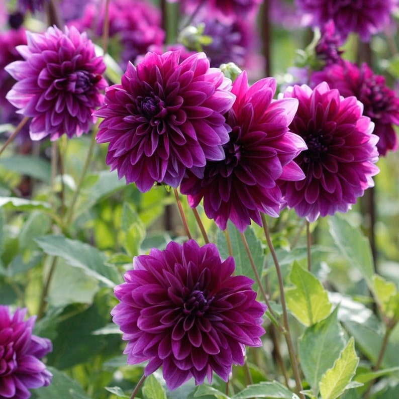 Dahlia seeds Dwarf Double Opera Purple | Etsy