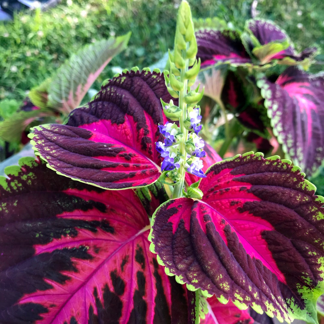 Coleus (seeds) Kong Rose, Vibrant Ornamental Plant, Rare Seeds for ...