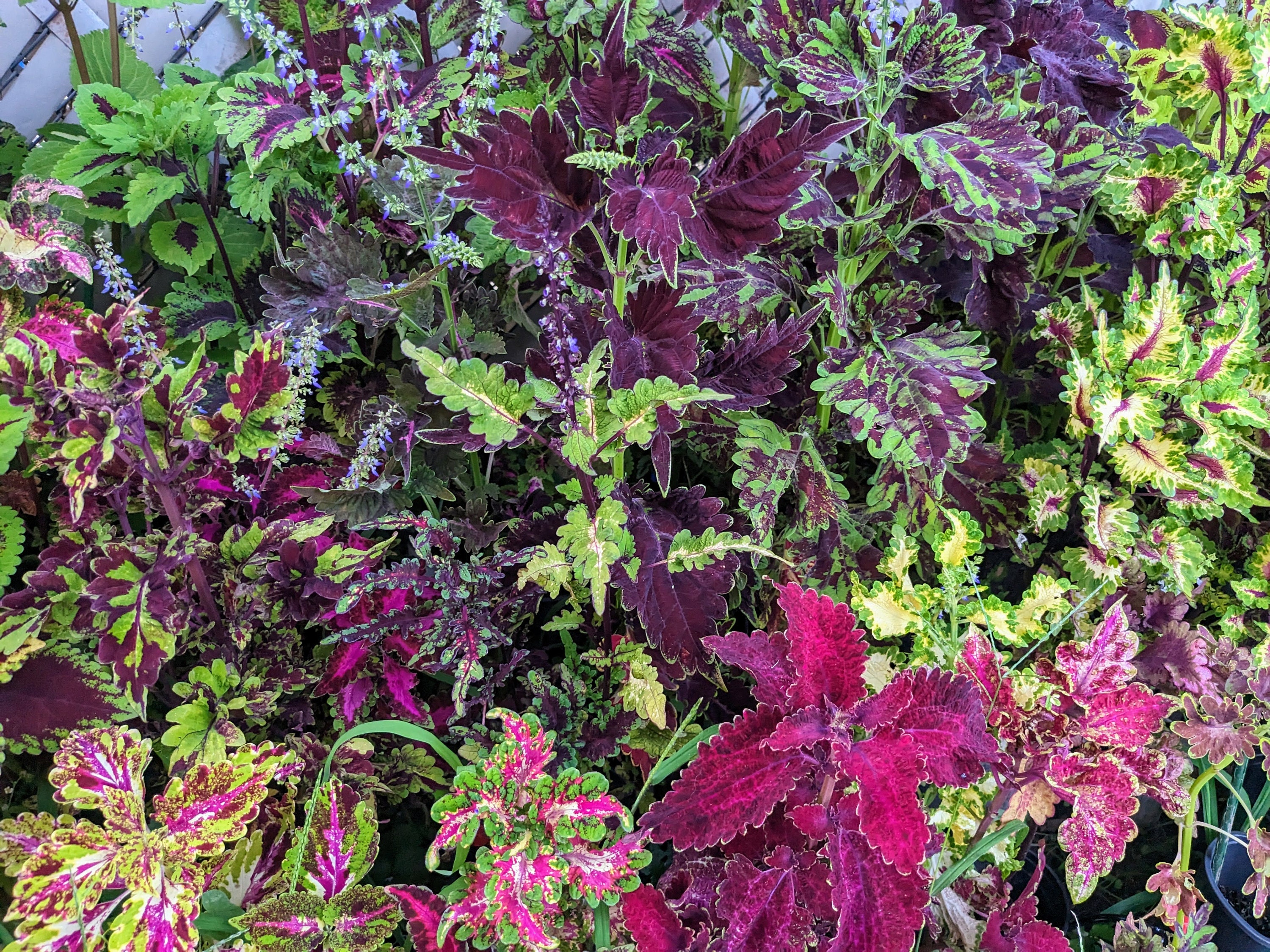 Coleus (seeds) Oak Mix, Vibrant Ornamental Plant, Rare Seeds for ...