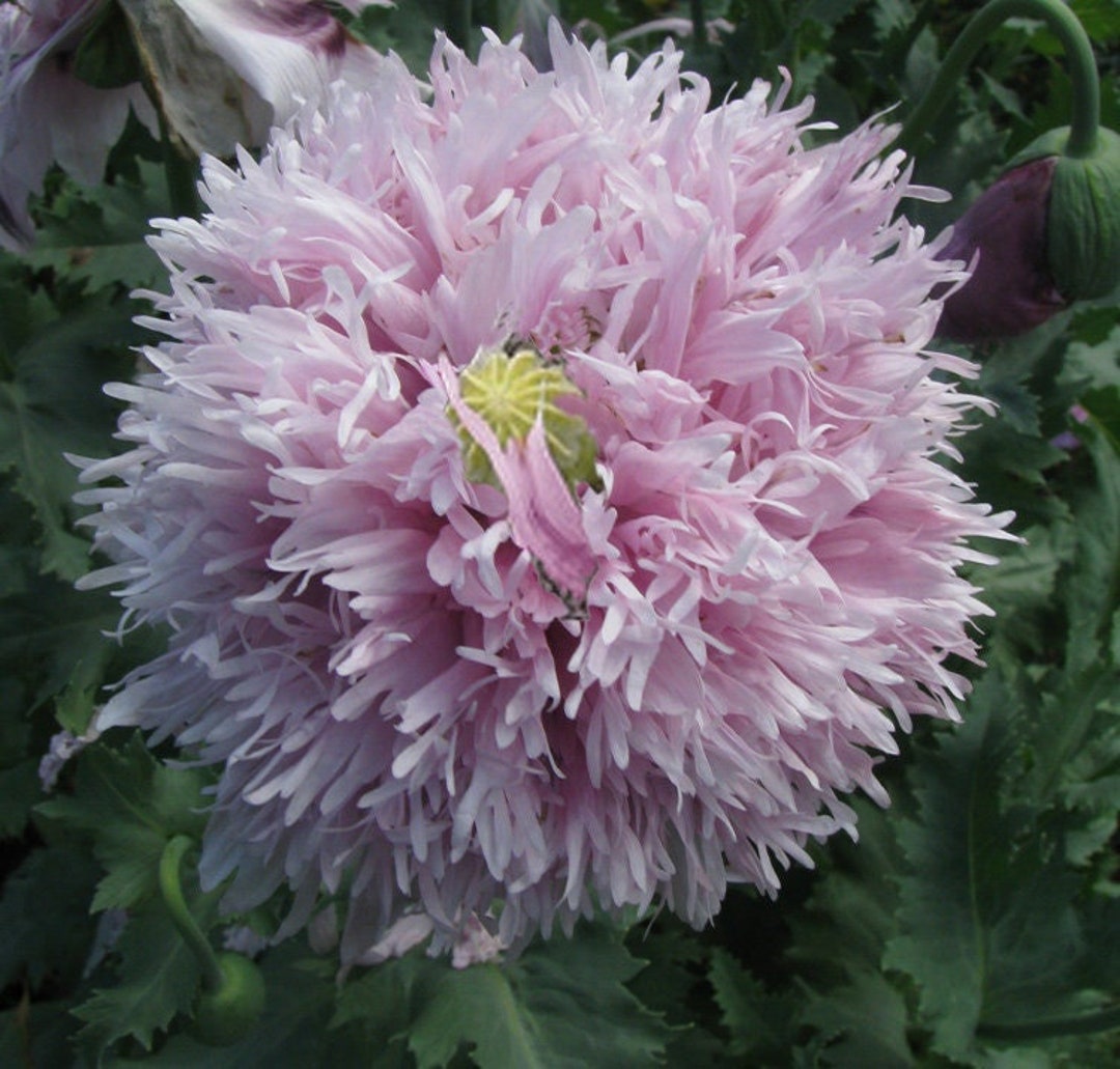 Poppy (seeds) Lilac Pompom, Purple Violet Vibrant Flower, Rare Plant ...