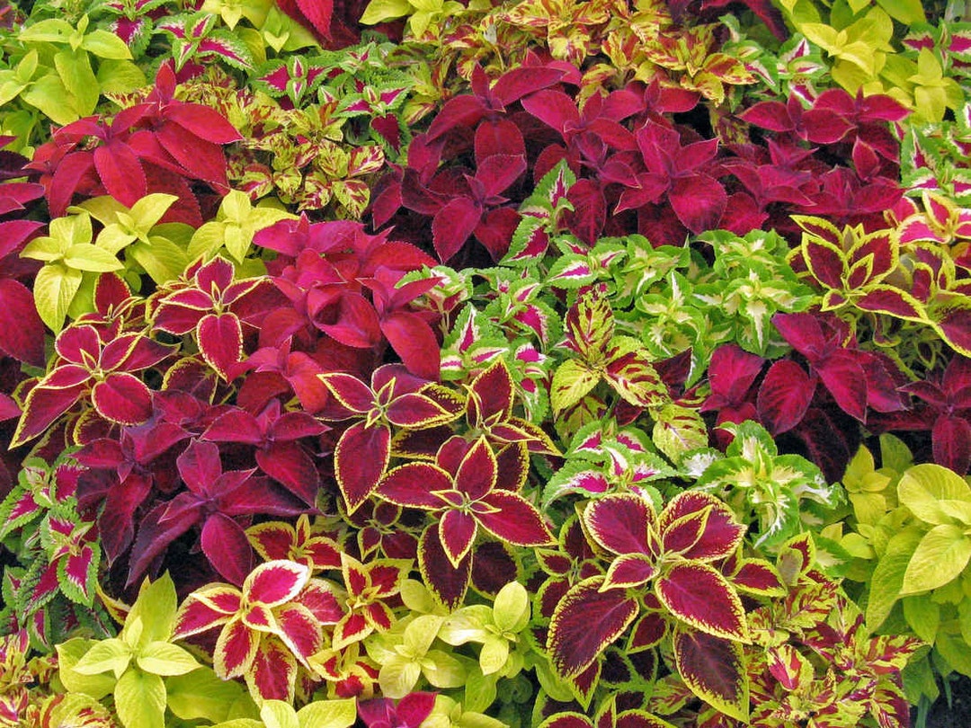 Coleus (seeds) Fairway Mix, Vibrant Ornamental Plant, Rare Seeds for ...