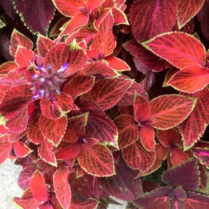 Coleus (seeds) Wizard Sunset, Vibrant Ornamental Plant, Rare Seeds for ...