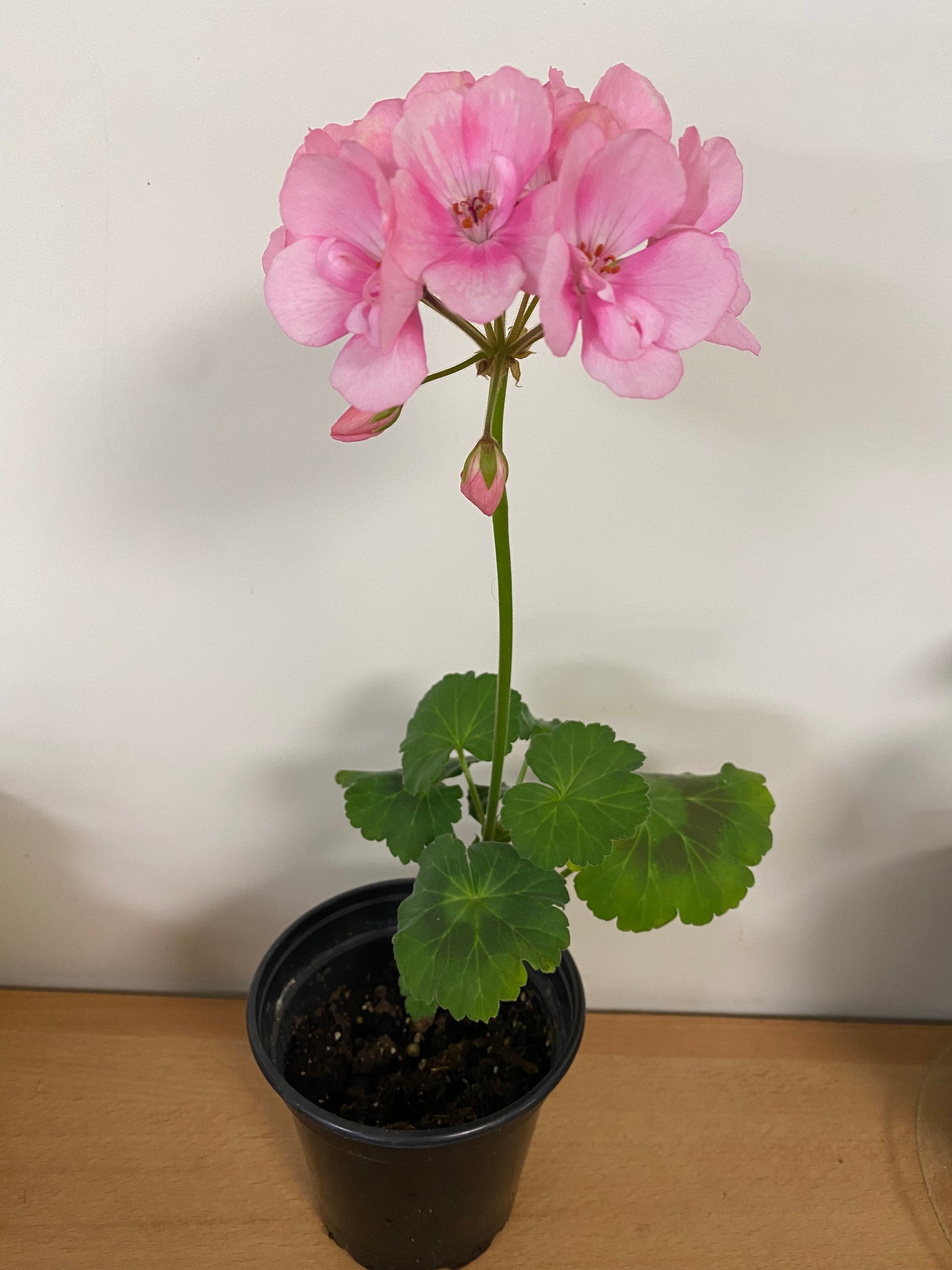 Geranium Pink, Fragrant Pink Flower Live House Plant, Rare Pelargonium ...