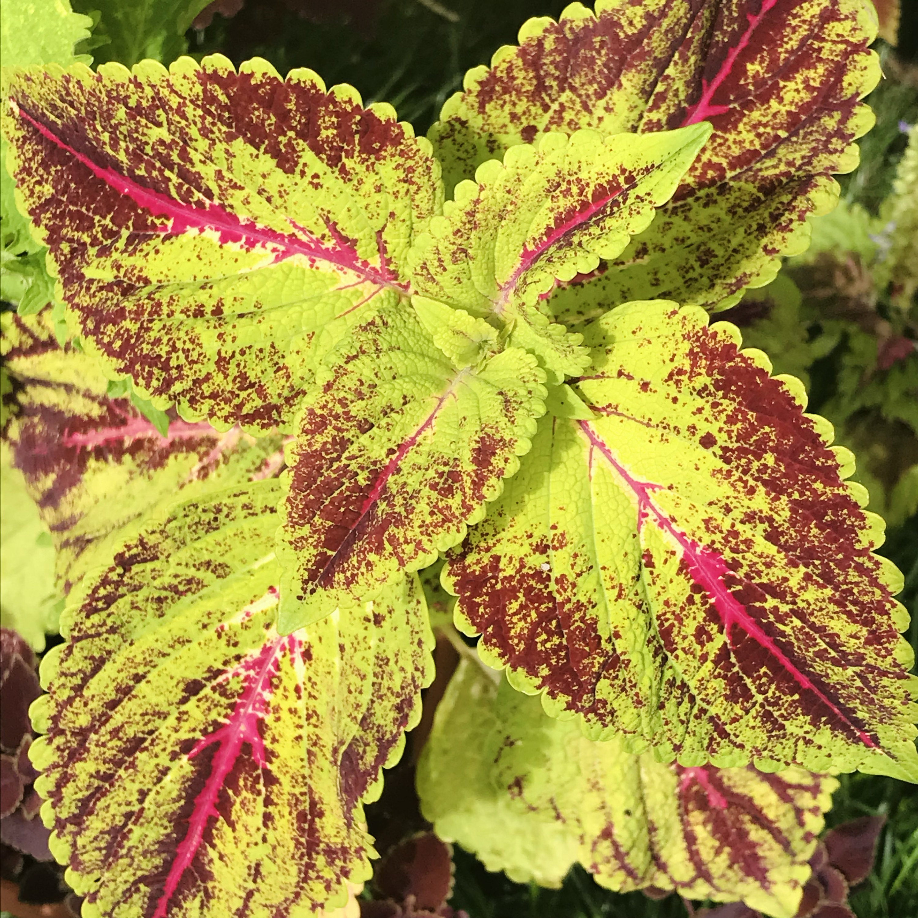 Coleus Pumilus