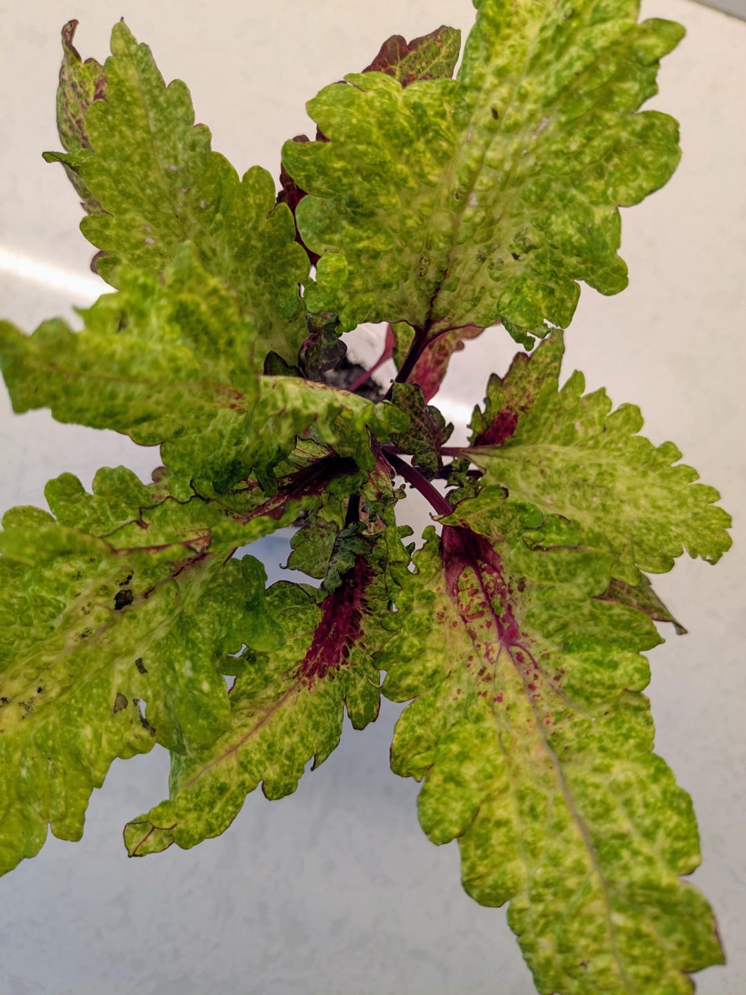 Coleus Elfers, Live Rooted Starter Young Plant, Vibrant Ornamental ...