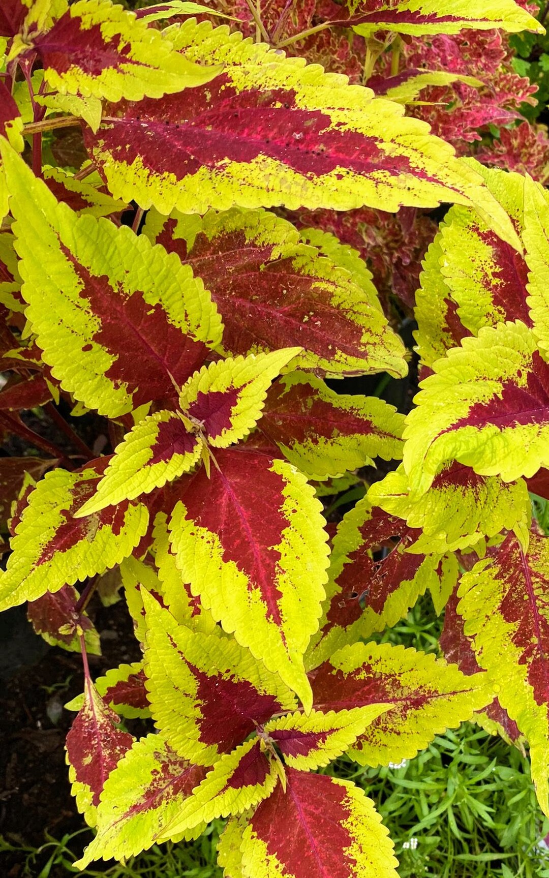 Coleus Red Coat, Live Rooted Starter Plant, Vibrant Ornamental Foliage ...