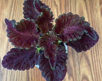 Coleus Twist and Twirl, Live Starter Plant, Green Yellow Magenta ...