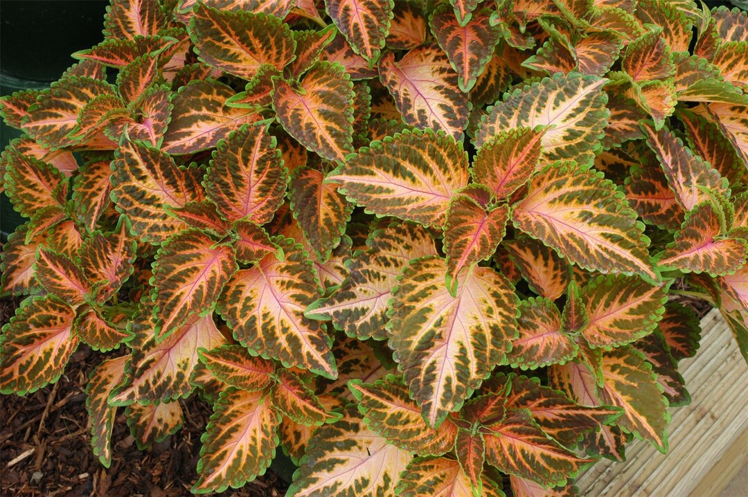 Coleus Wizard Coral Sunrise - Etsy