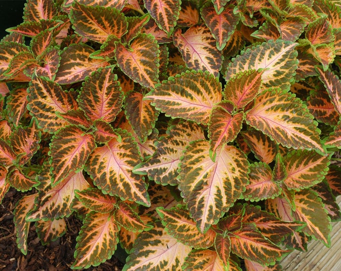 Coleus Wizard Coral Sunrise - Etsy
