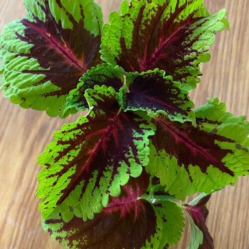 Huge Leaves COLEUS ROSE Pink Fuchsia White Green 15 Seeds - Etsy