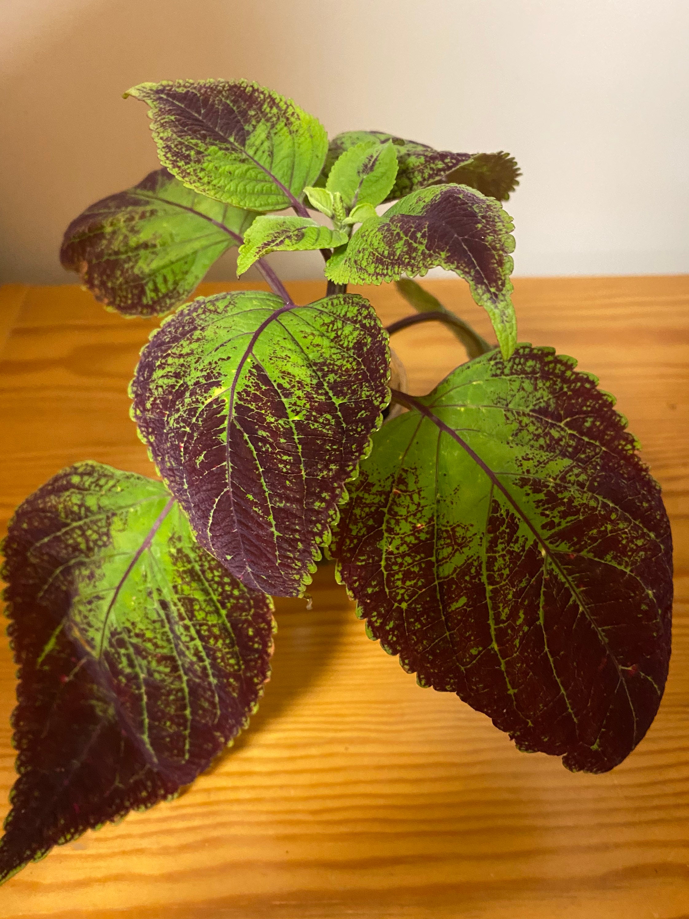 Coleus Plant Stem