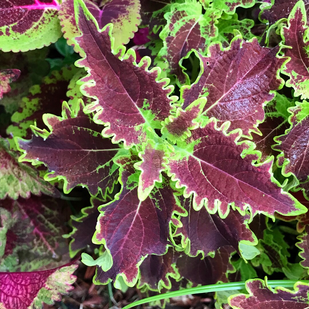 Coleus Bright Ruffles (cutting) - Etsy