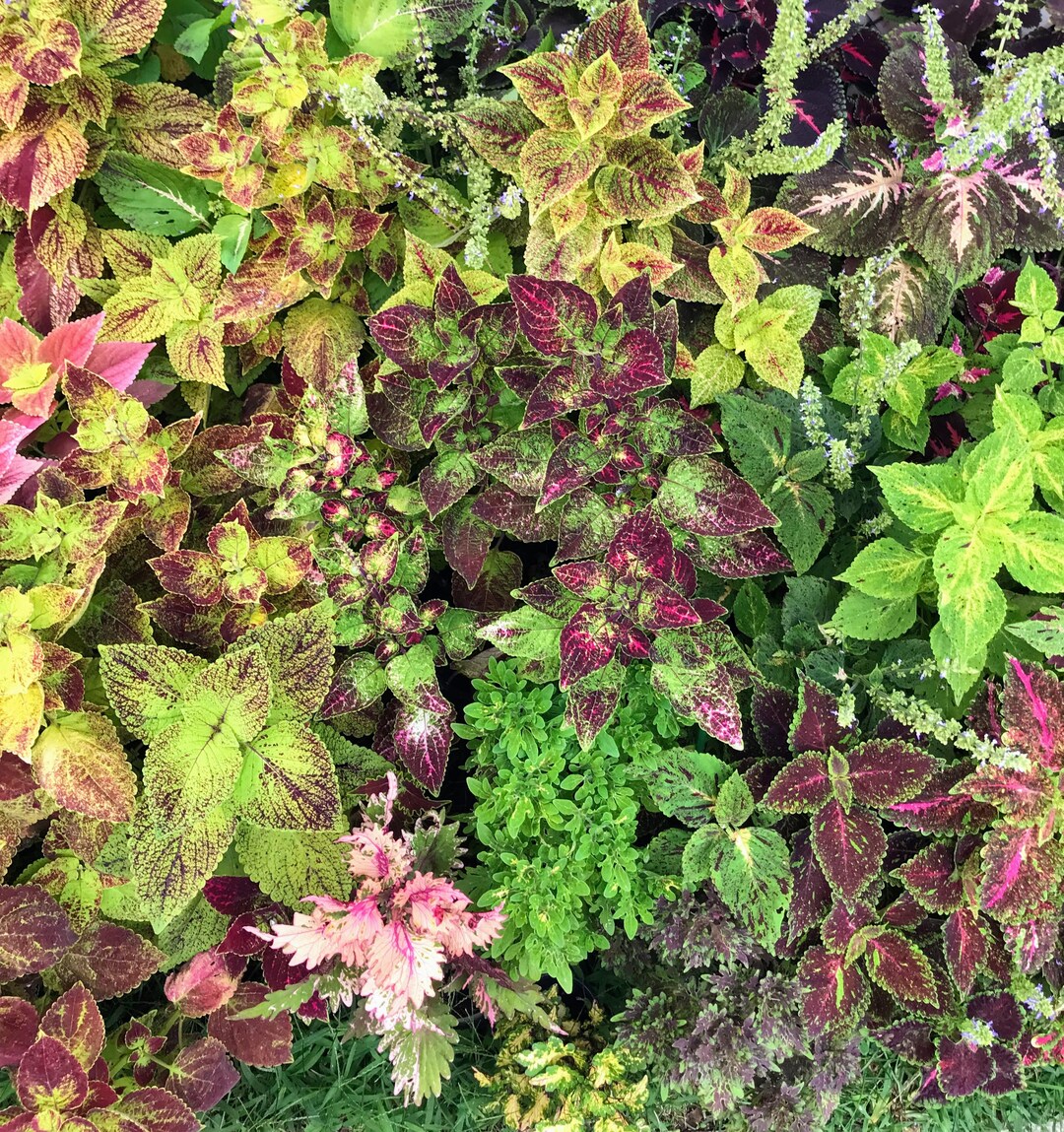 Coleus (seeds) Patina Mix, Vibrant Ornamental Plant, Rare Seeds for ...