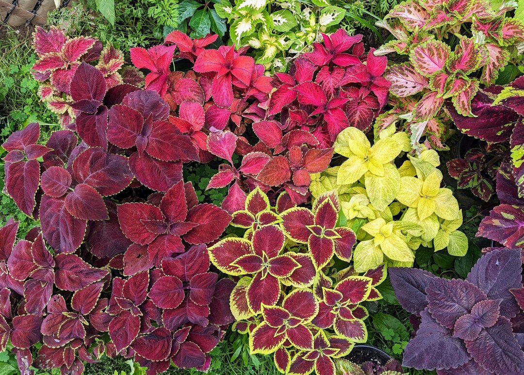 Coleus (seeds) Wizard Mix, Vibrant Ornamental Plant, Rare Seeds for ...